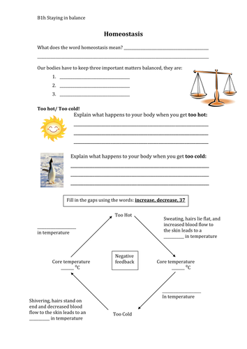 Homeostasis Worksheet By Smcdonnell1 Teaching Resources Tes