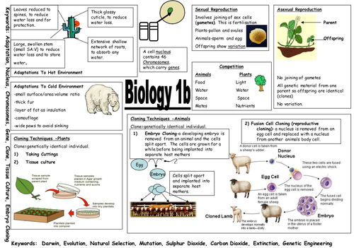 Aqa Biology 1b Summary Sheet Djm By Millthorpeschool Teaching