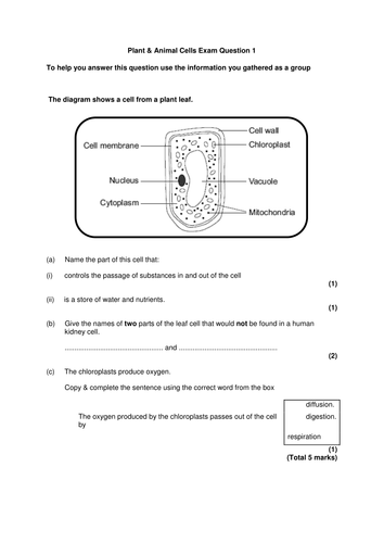 New Aqa 2016 Gcse Science Spec Plant And Animal Cells Lesson By