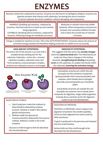 Biology As Level Revision Notes Enzymes And Plasma Membranes By