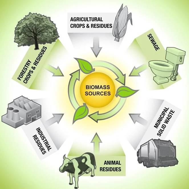 An Introduction To Biomass Energy Bioenergy Consult