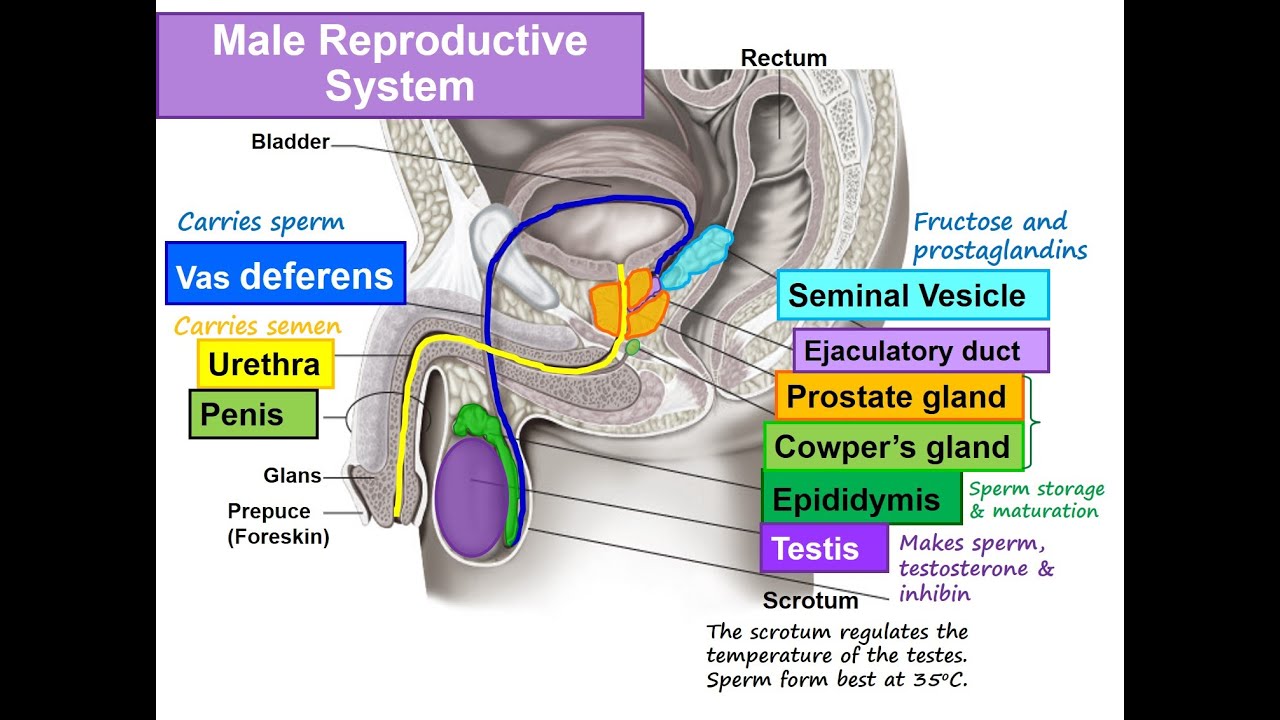 Physiology Of The Male Reproductive System Boundless Anatomy And