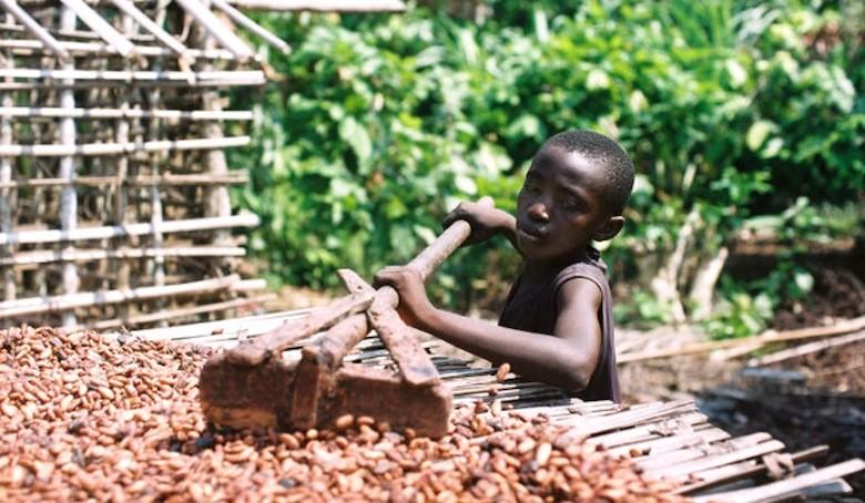 Plus De 500 000 Enfants Travaillent Dans Les Plantations De Cacao