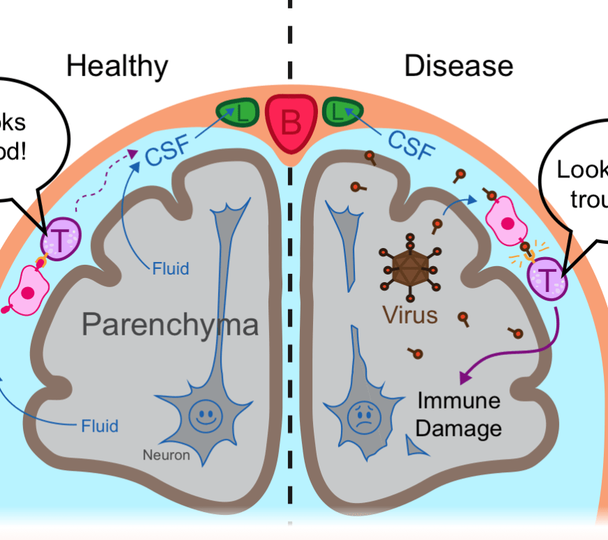 Neuroimmunology Archives Science In The News