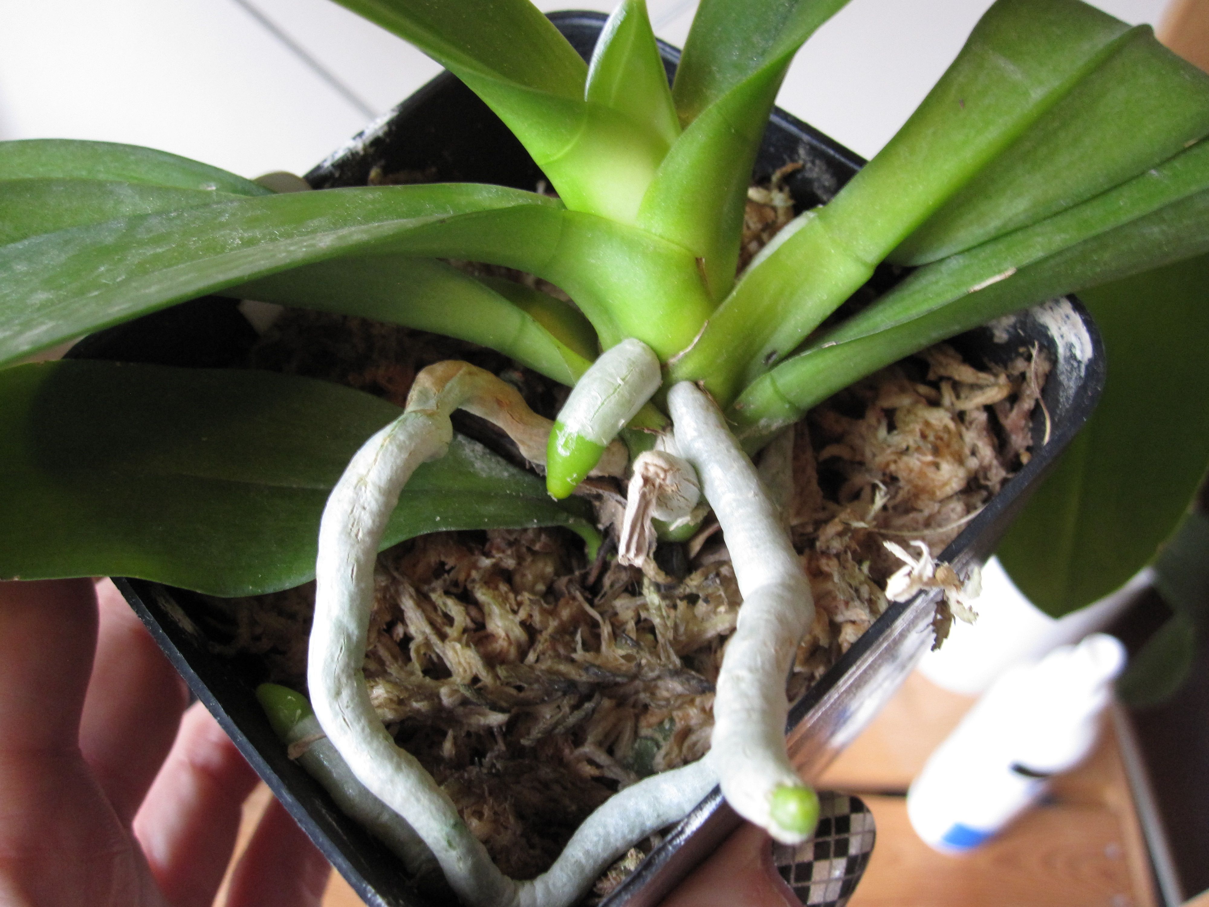 Gousicteco Orchid Phalaenopsis Roots Images