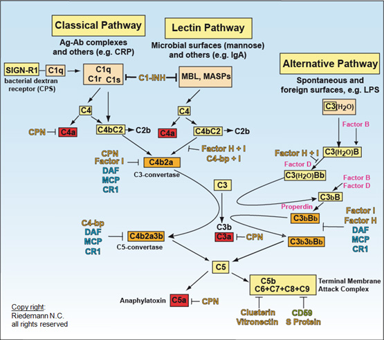 Complement System Interactive Health