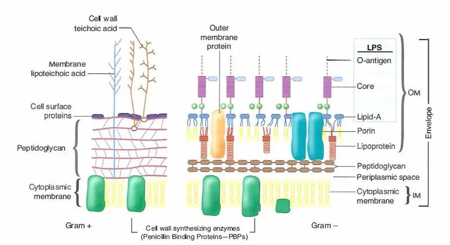 Gram Staining Principle Procedure And Results Microbeonline