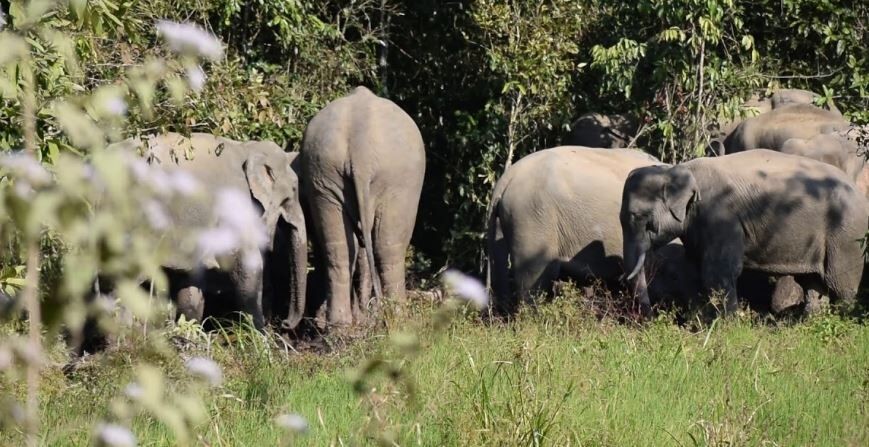 Battle To Protect Dehing Patkai Wildlife Sanctuary The Amazon Of The