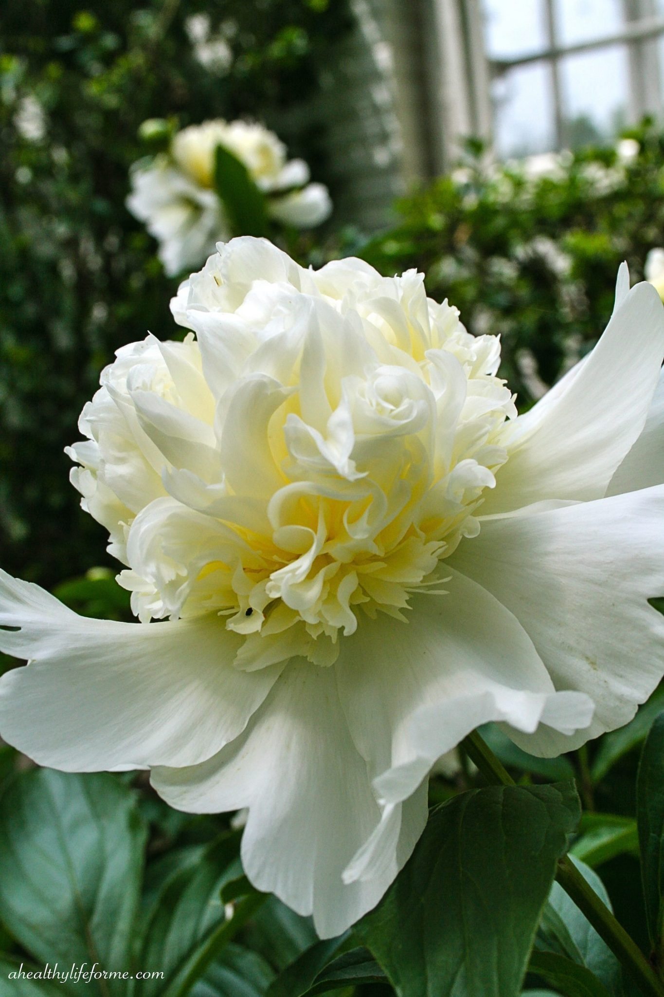 Peonies A Love Affair A Healthy Life For Me