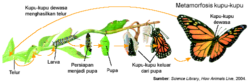 Penjelasan Metamorfosis Kupukupu Gambar Dan Proses Kumpulan Artikel