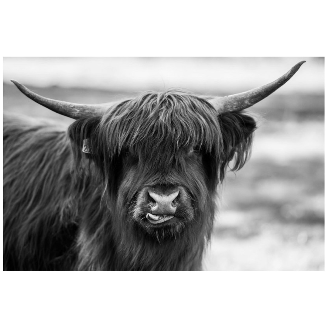 Framed 1 Panel Highlander Cow Canvas Print Wall Art The Warehouse