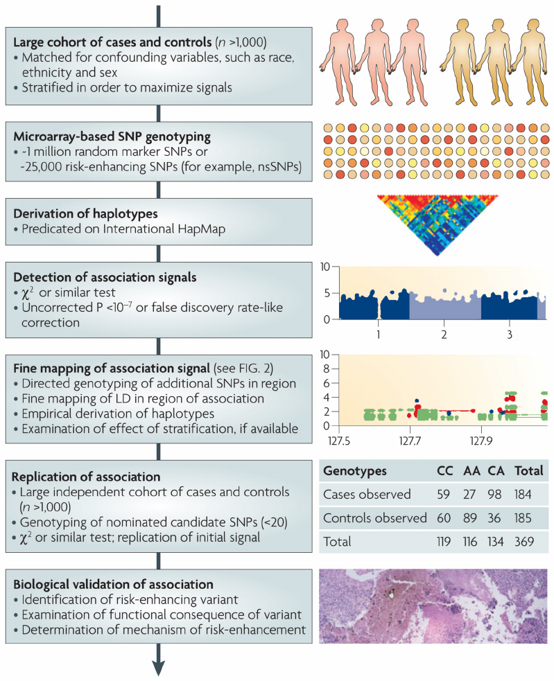 Github Smoijuehgwas And Height Classification Genome Wide