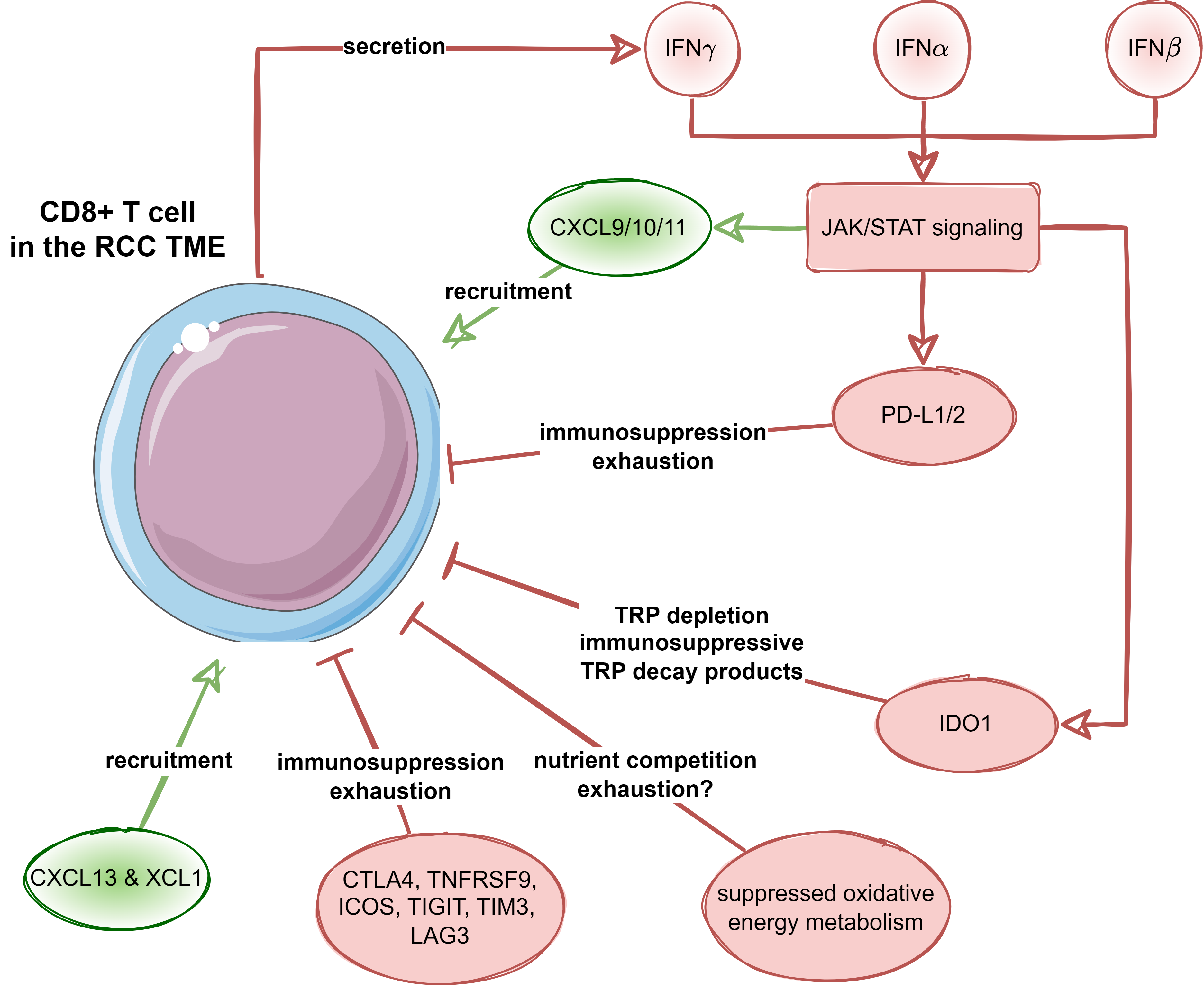 Github Piotrtymoszuklymphokinercc Role Of Cxcl91011 Cxcl13 And