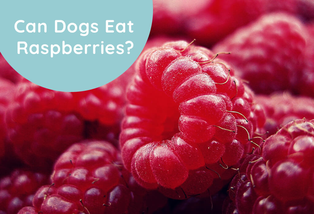 Can Dogs Eat Raspberries Weary Panda