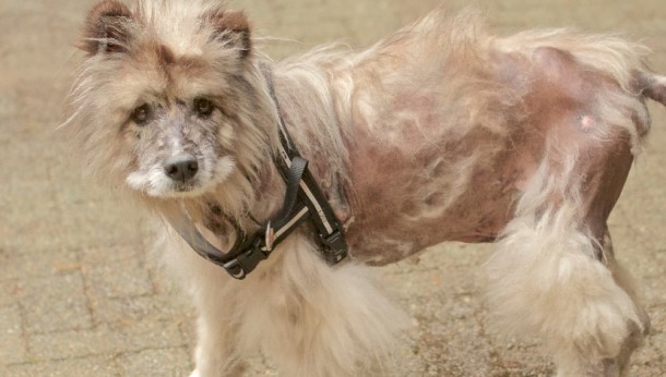 Alopecia In Dogs Common Causes Clent Hills Vets Clent Hills Vets