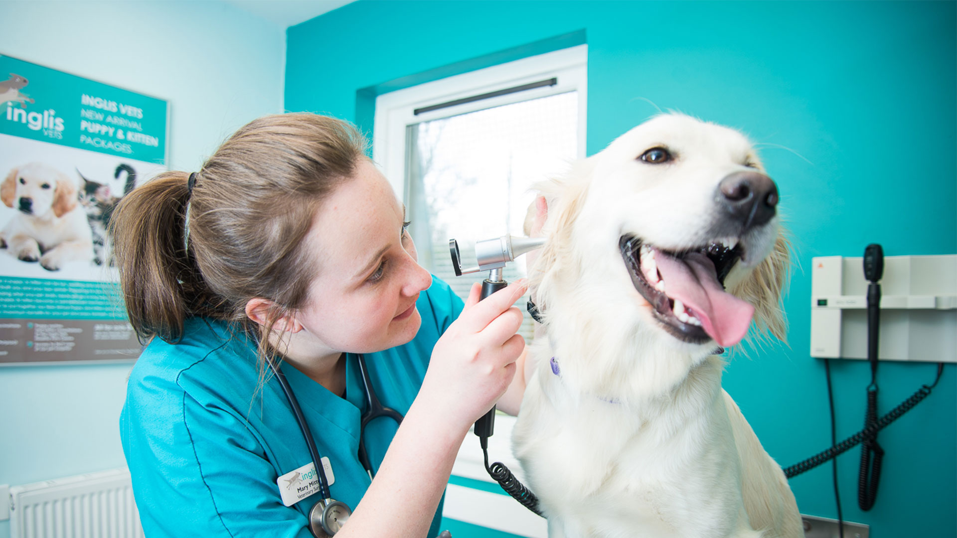 Vet Services In Dunfermline And Surrounding Area Inglis Vets