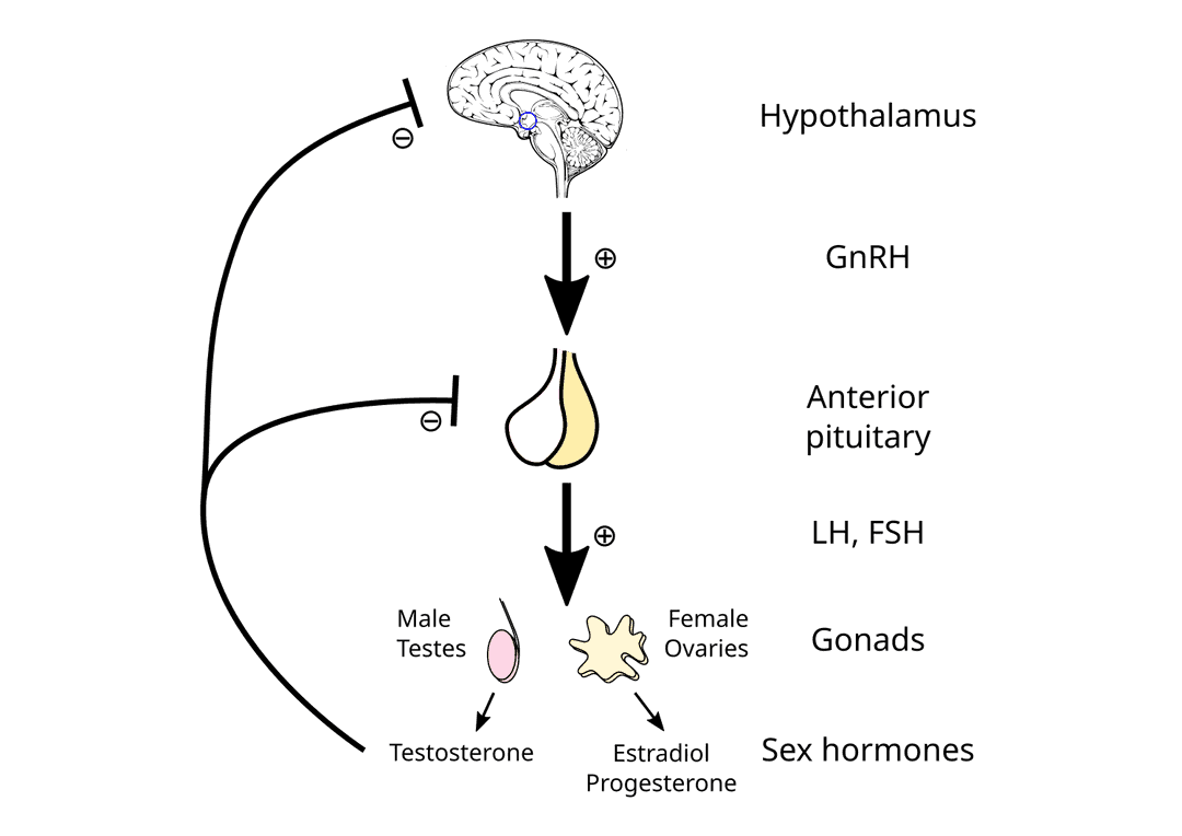 Hypothalamicpituitarygonadal Axis Wikiwand