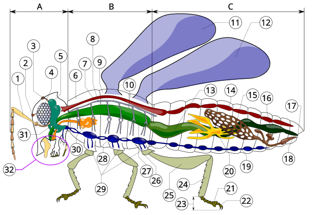 Morfología De Los Insectos Wikiwand