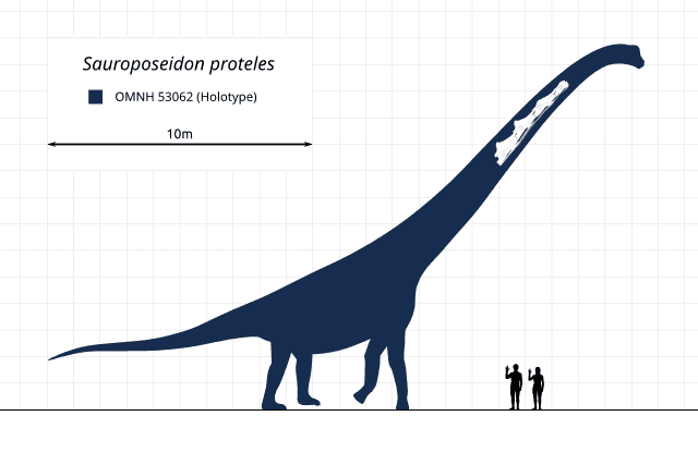 Sauroposeidon Wikiwand