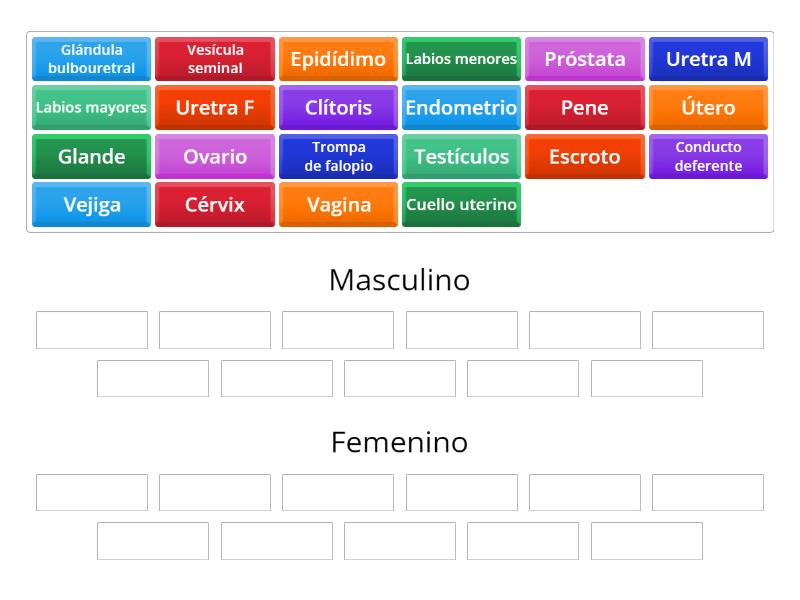 Partes De Los Aparatos Reproductores Masculino Y Femenino Group Sort