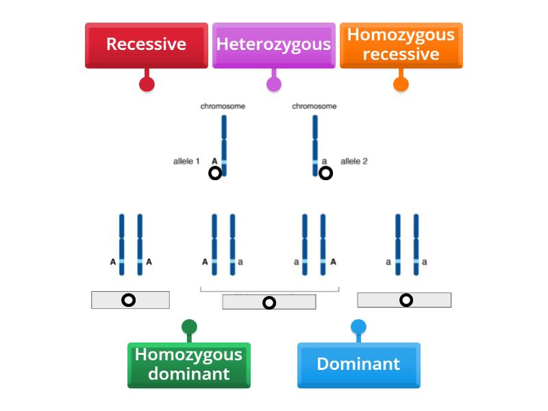 Homozygous Vs Heterozygous Labelled Diagram