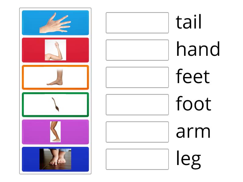 Parts Of The Body Une Las Parejas