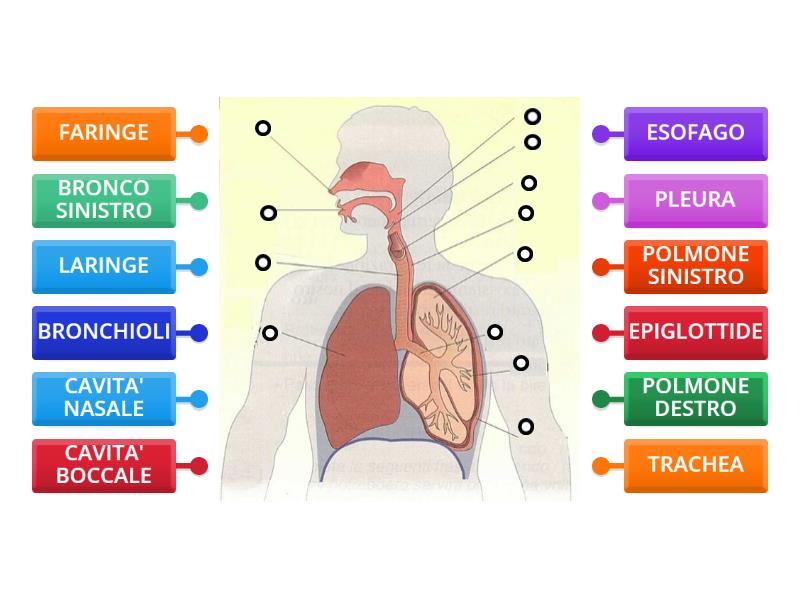 Apparato Respiratorio Labelled Diagram