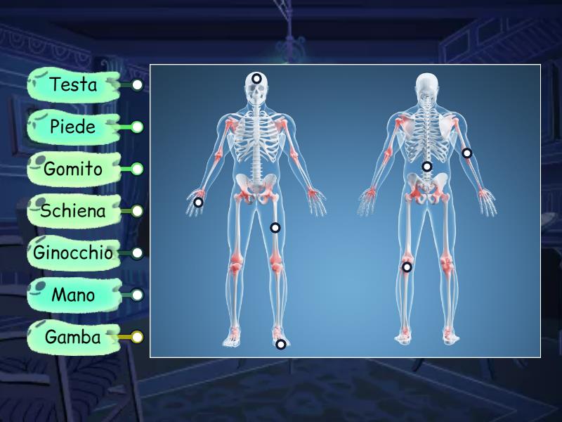 Sistema Scheletrico Labelled Diagram