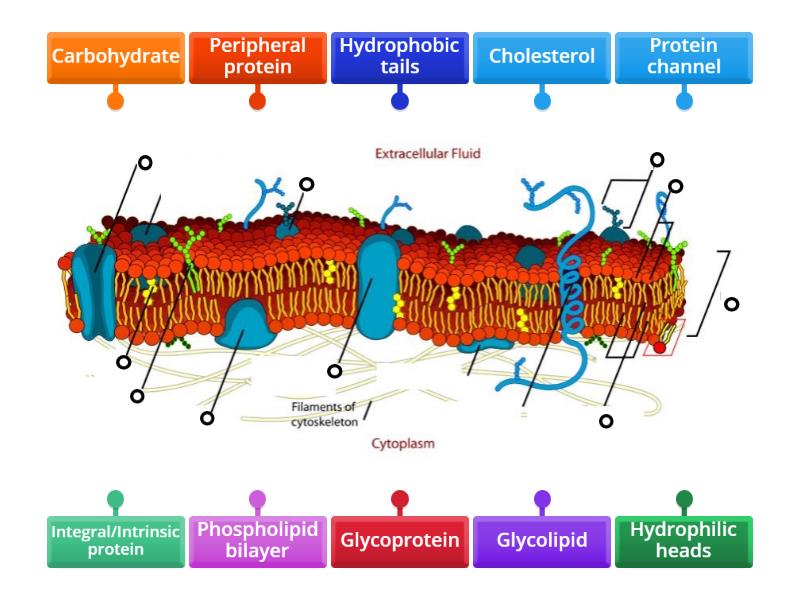 Fluid Mosaic Model Labelled Diagram