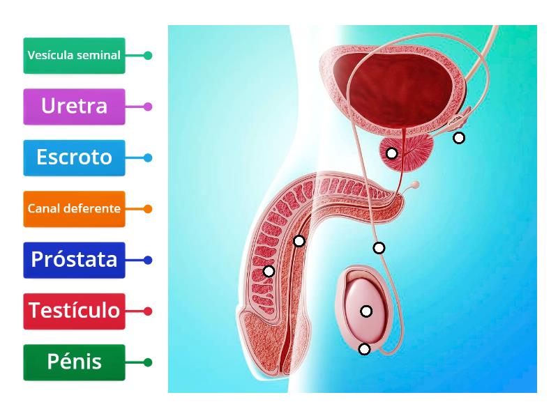 Sistema Reprodutor Masculino Labelled Diagram