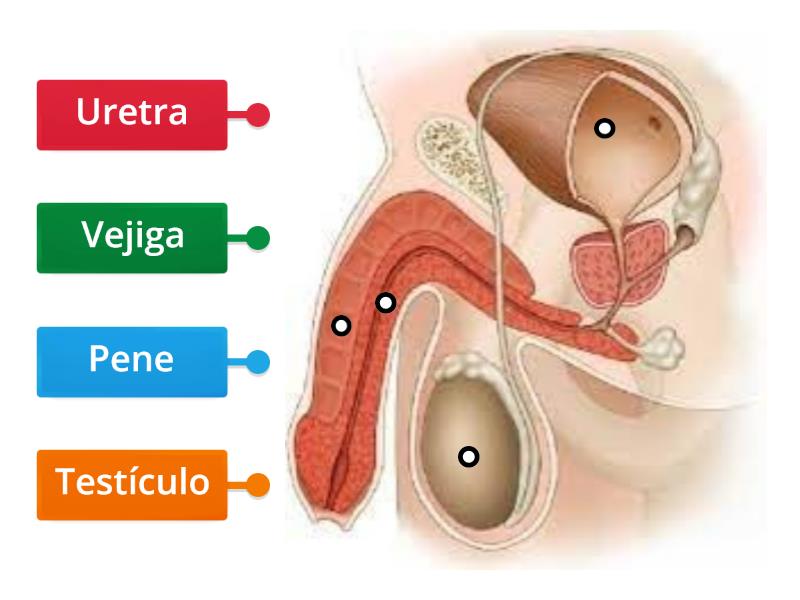 Aparato Reproductor Masculino Diagrama Con Etiquetas