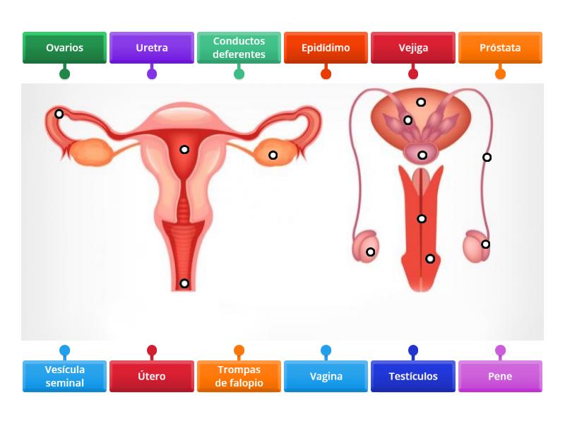 Aparato Reproductor Femenino Y Masculino Labelled Diagram