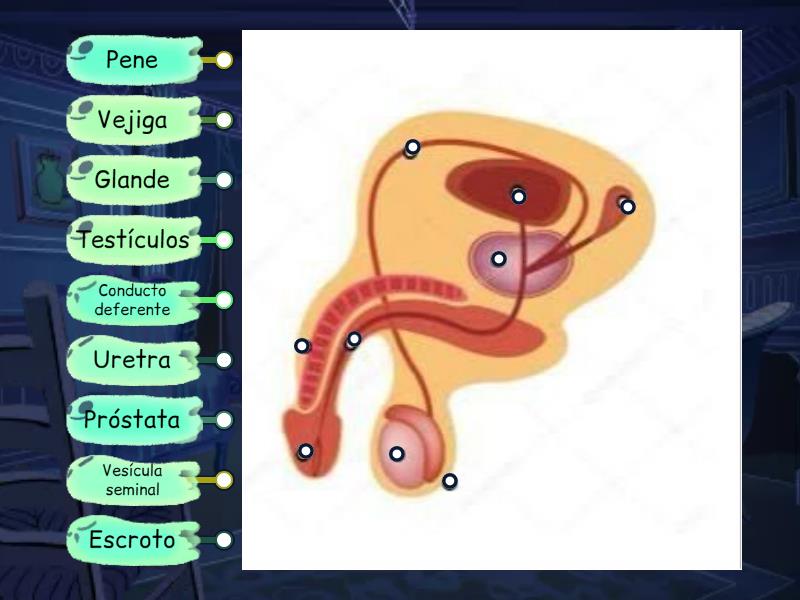 Aparato Reproductor Masculino Diagrama Con Etiquetas