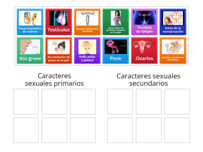 Caracteres Sexuales Primarios Y Secundarios Ordenar Por Grupo