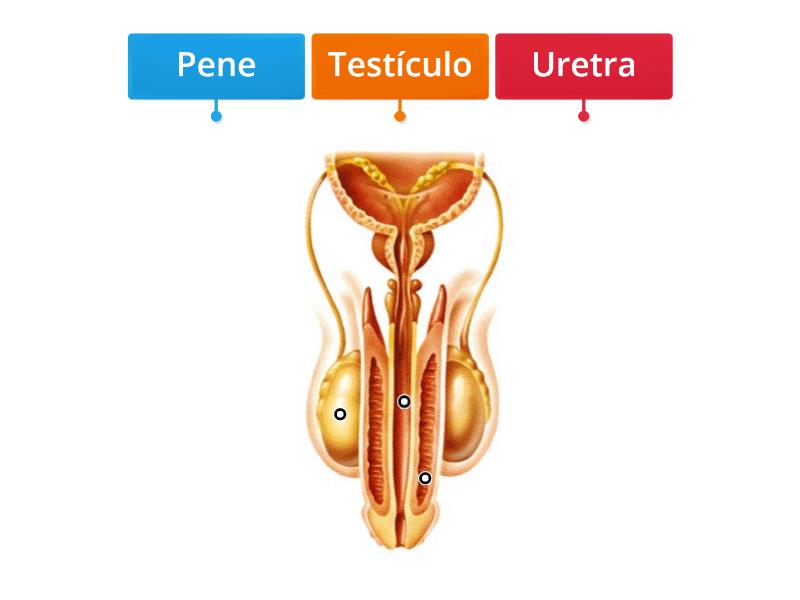 Aparato Reproductor Masculino Diagrama Con Etiquetas