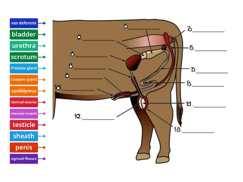 Bull Reproductive System Labelled Diagram