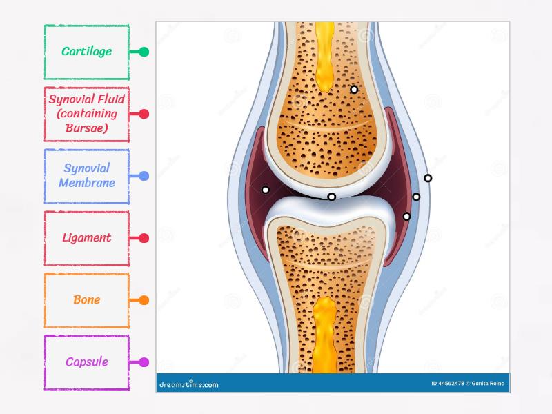 Gcse Pe Synovial Joint Labelled Diagram