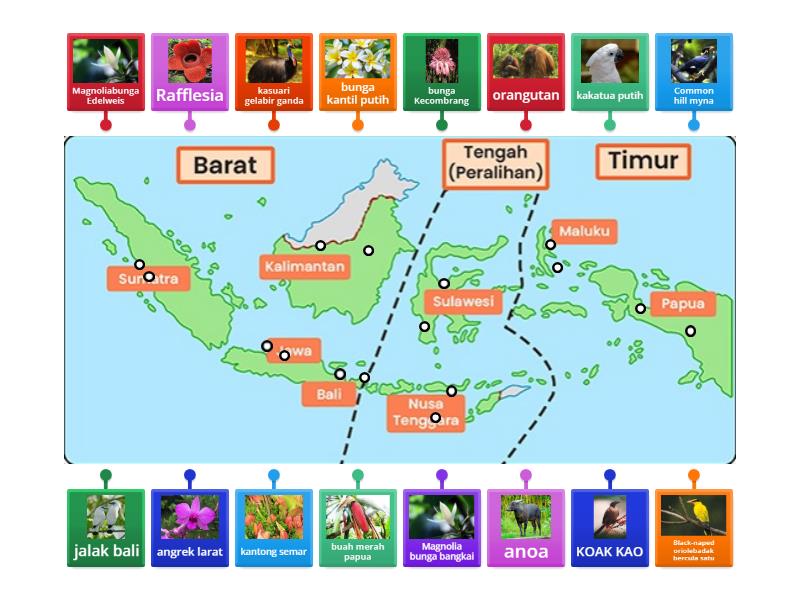 Persebaran Flora Dan Fauna Di Indonesia Labelled Diagram