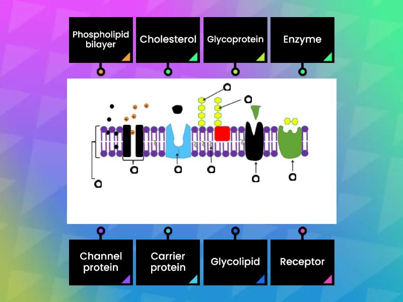 Cell Membrane Fluid Mosaic Model Labelled Diagram