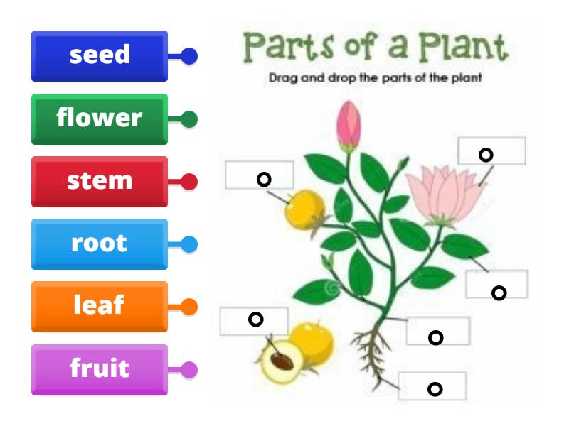 Green Plants Parts Of A Plant Labelled Diagram