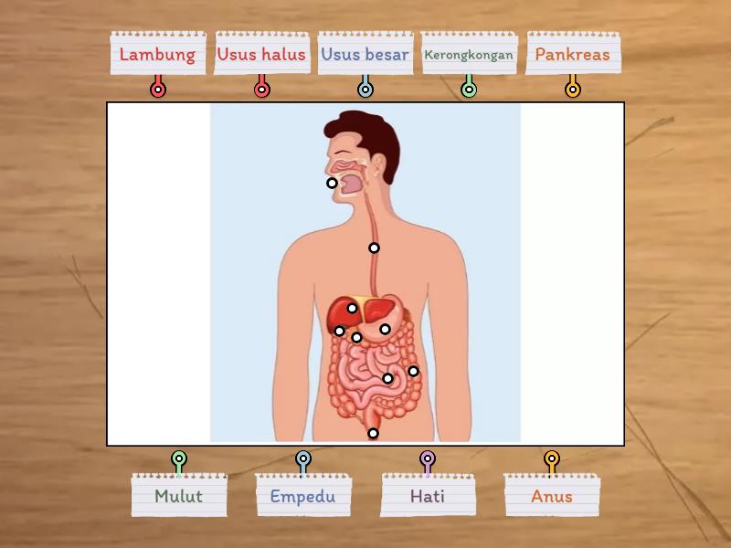 Organ Pencernaan Manusia Labelled Diagram