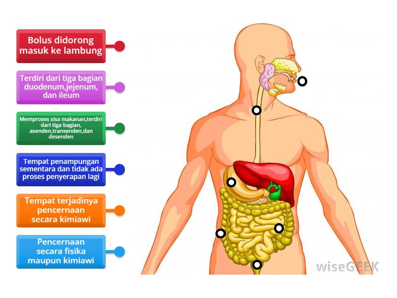 Sistem Pencernaan Manusia Labelled Diagram