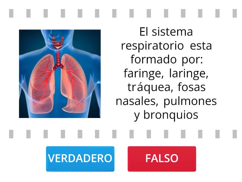 Sistema Respiratorio Verdadero O Falso