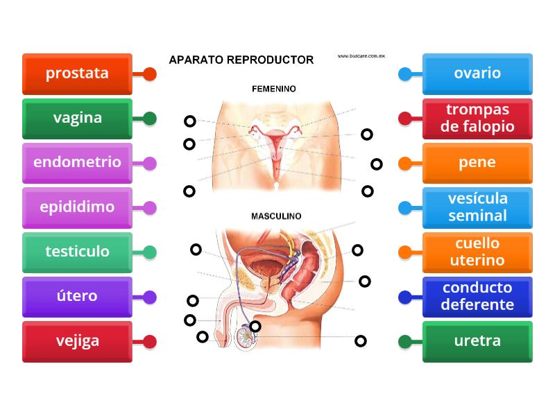 Aparato Reproductor Masculino Y Femenino Labelled Diagram
