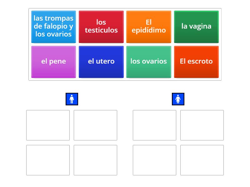 Estructuras De Los Aparatos Reproductores Group Sort