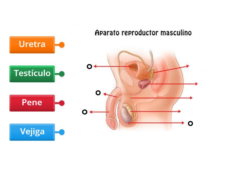 Aparato Reproductor Masculino Diagrama Con Etiquetas