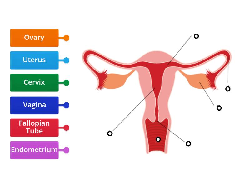 Female Reproductive System Labelled Diagram