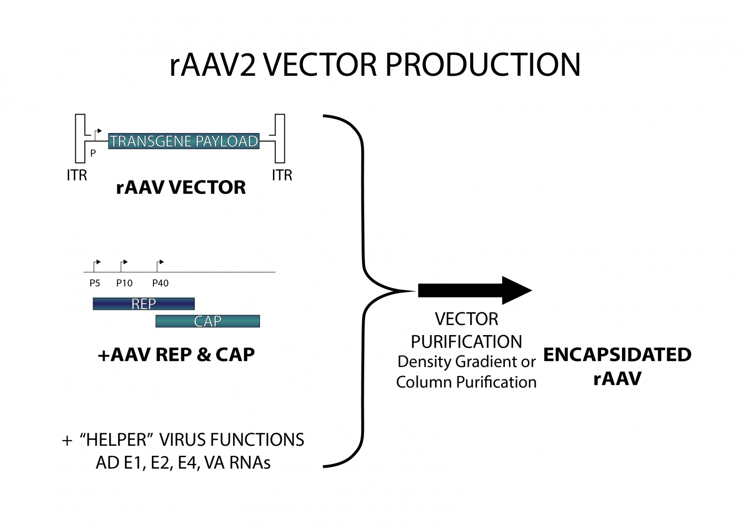 Introduction To Adeno Associated Viruses Aav Vector Biolabs