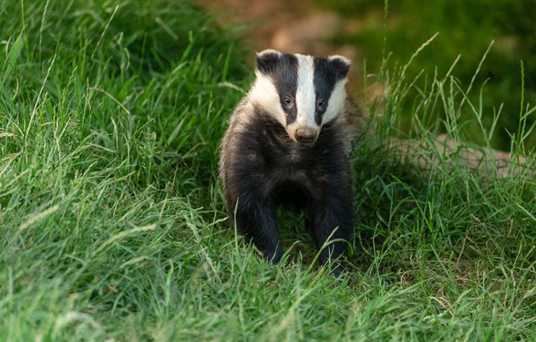 Badger Culling Why Badgers Are Scapegoats In The War On Bovine