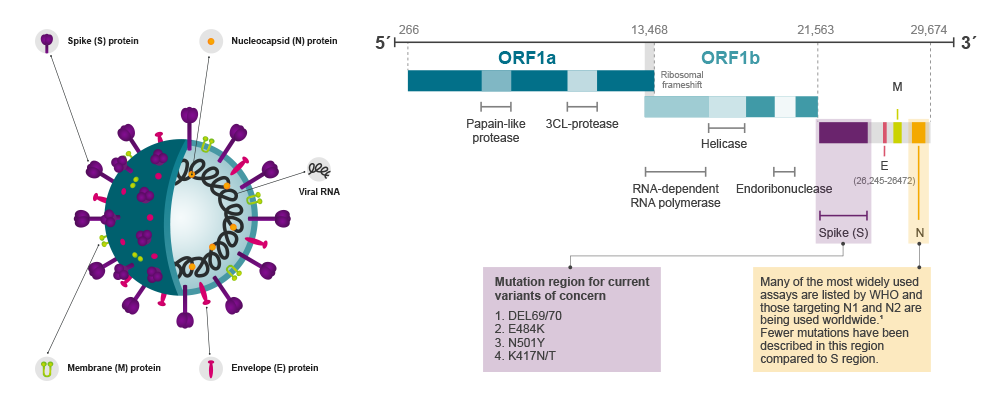 Sars Cov 2 Variant Identification And Detection Lgc Biosearch